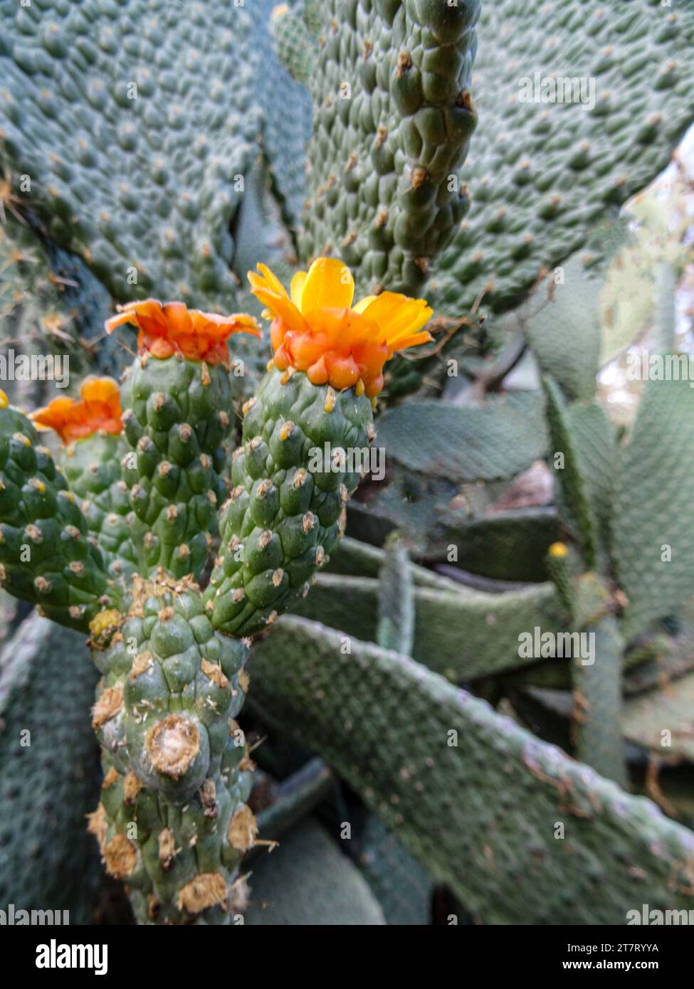 Natural close up environmental patterns portrait of Consolea sp ...
