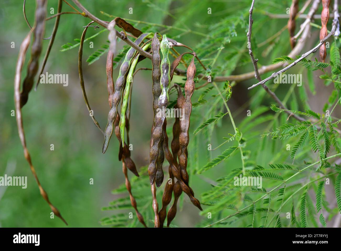 Cork thorn tree hi-res stock photography and images - Alamy