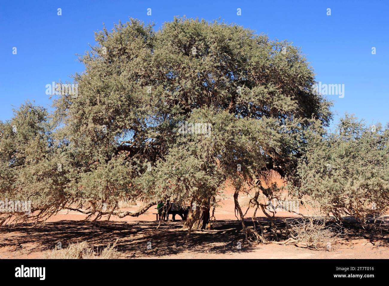 Camel thorn or giraffe thorn (Acacia erioloba or Vachellia erioloba) is ...