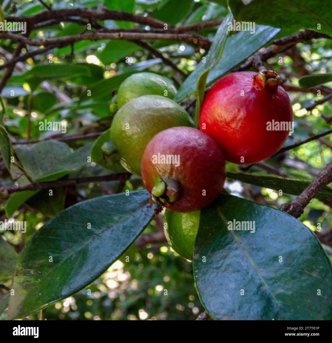 Guayabo De Fresa Strawberry, Psidium cattleyanum, Cattley guava ...