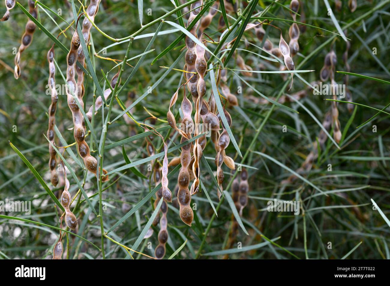 Willow-leaved wattle (Acacia iteaphylla) is an evergreen shrub endemic ...