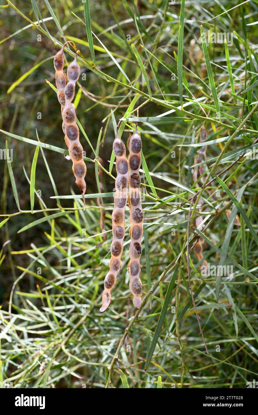 Willow-leaved wattle (Acacia iteaphylla) is an evergreen shrub endemic ...