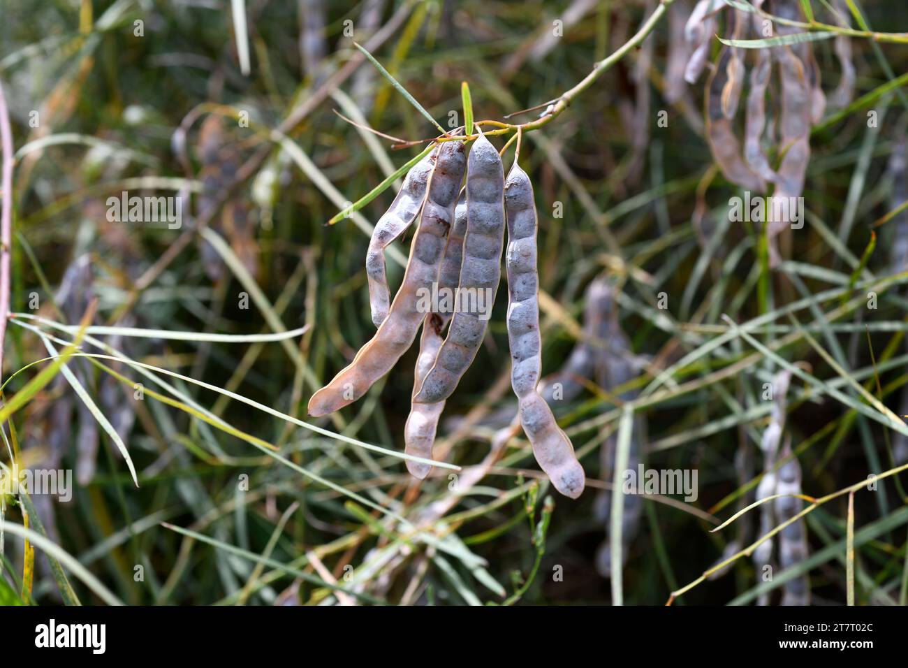 Willow-leaved wattle (Acacia iteaphylla) is an evergreen shrub endemic ...