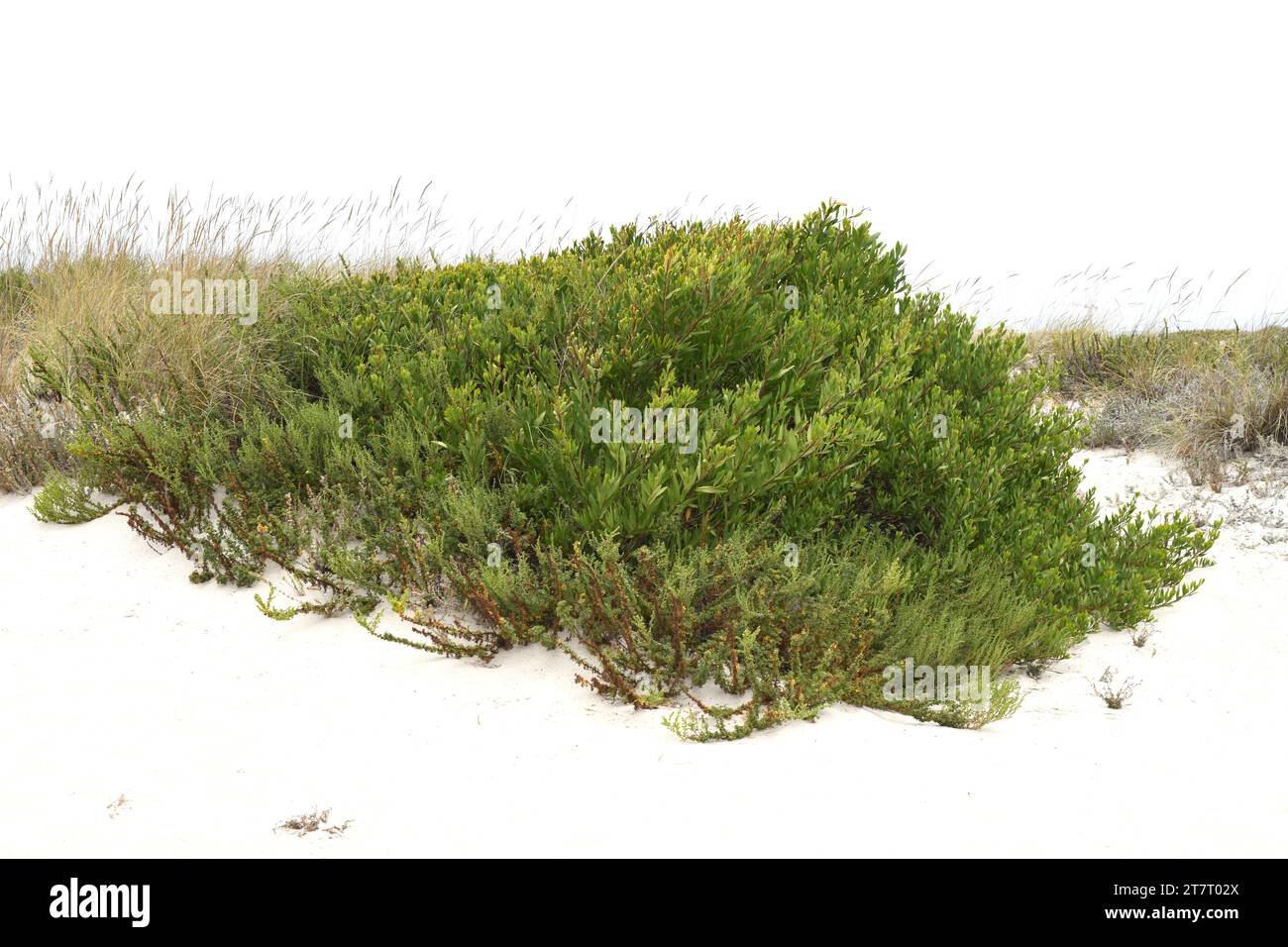 Long-leaved wettle (Acacia longifolia) is an evergreen shrub or small ...
