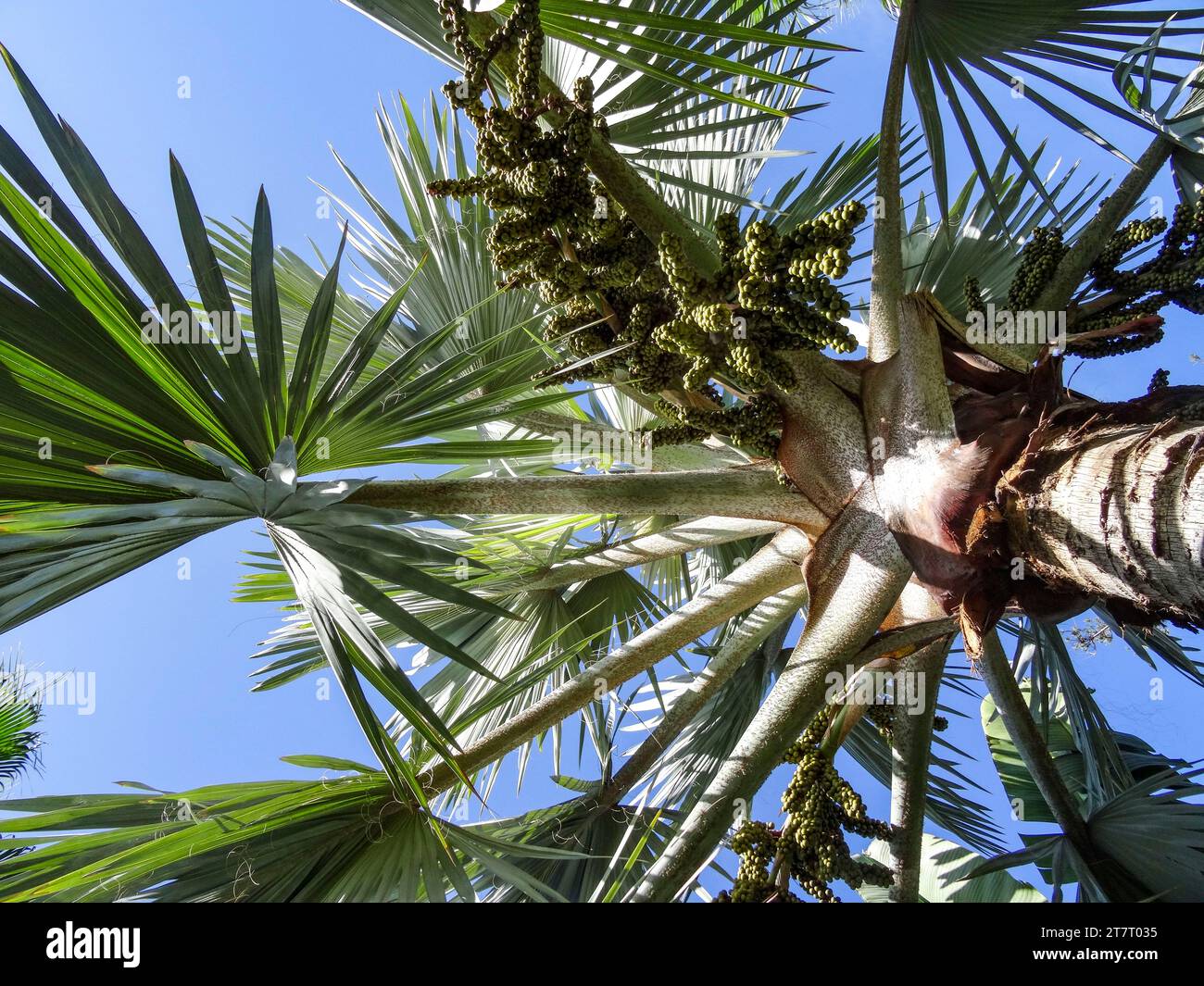Natural close up plant portrait of Bismarkia Nobilis, leaves and fruit ...