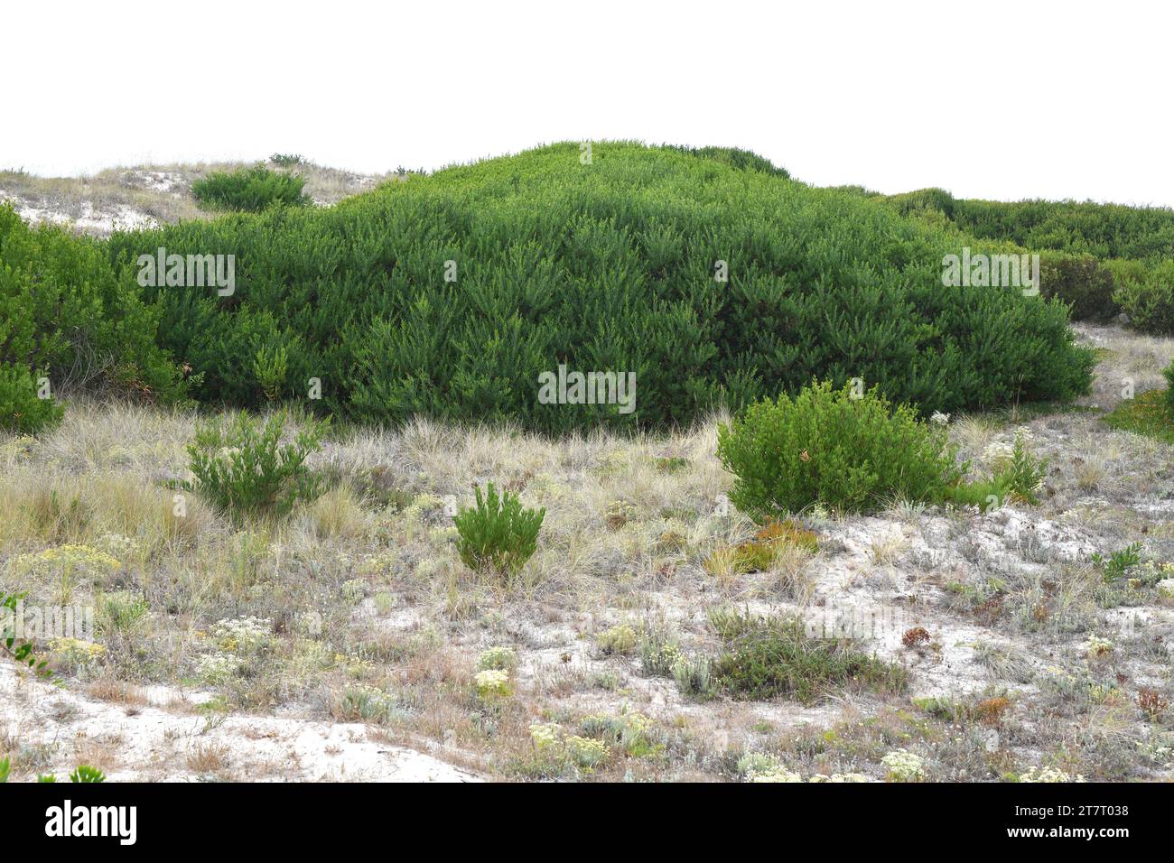 Long-leaved wettle (Acacia longifolia) is an evergreen shrub or small ...