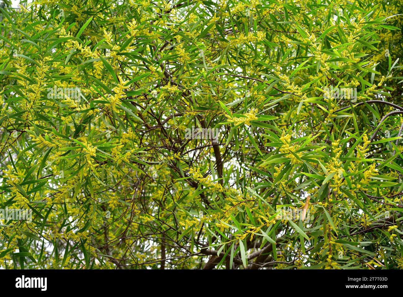 Long leaved wettle hi-res stock photography and images - Alamy