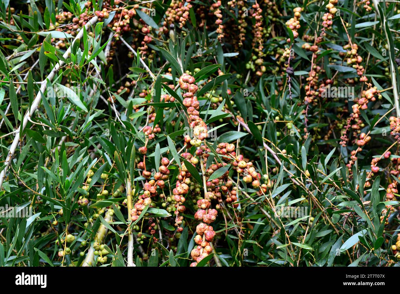 Galls of a chalcid wasp (Trichilogaster acaciaelongifoliae) parasite of ...