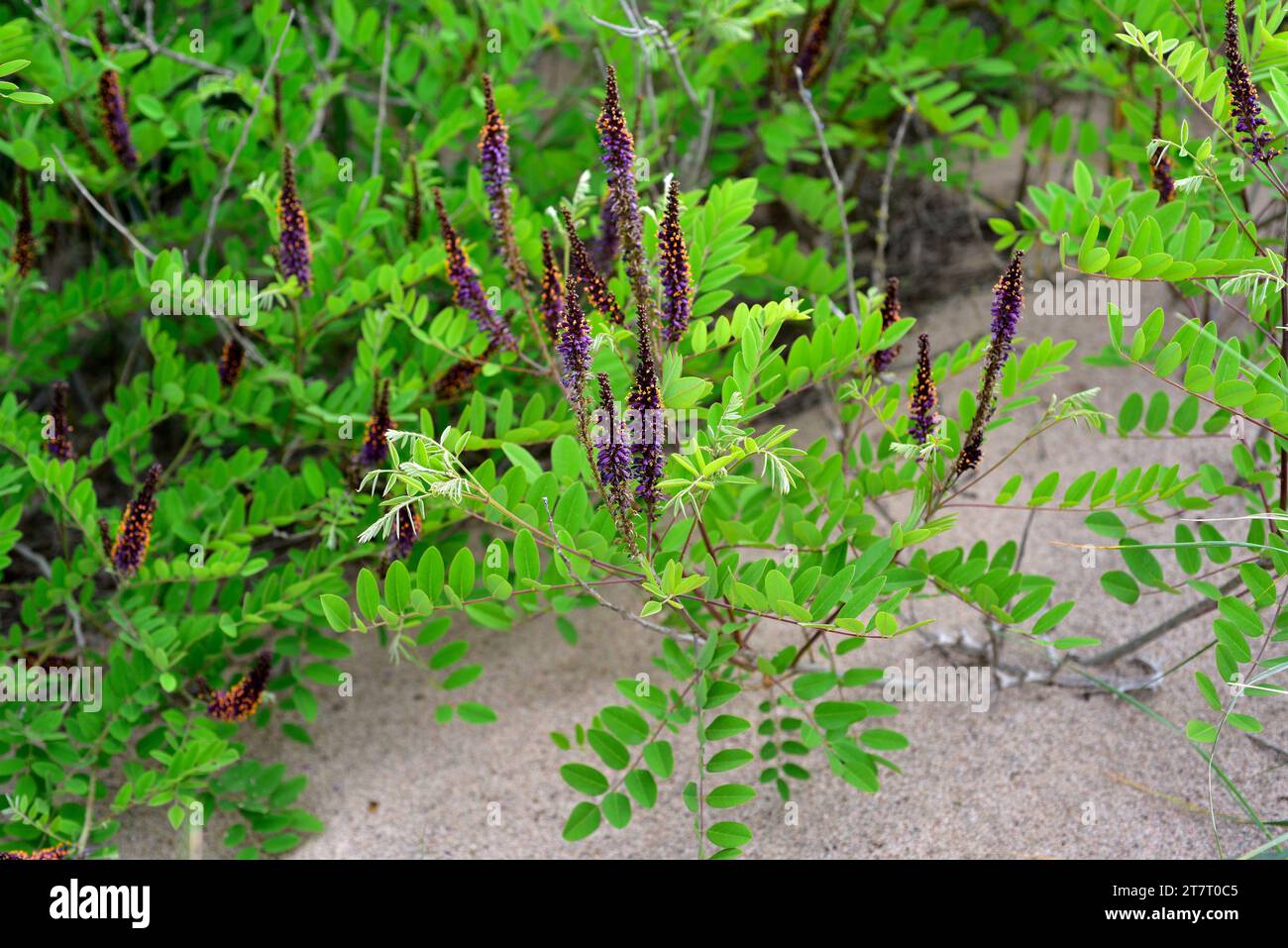 Desert false indigo (Amorpha fruticosa) is an evergreen shrub native to ...