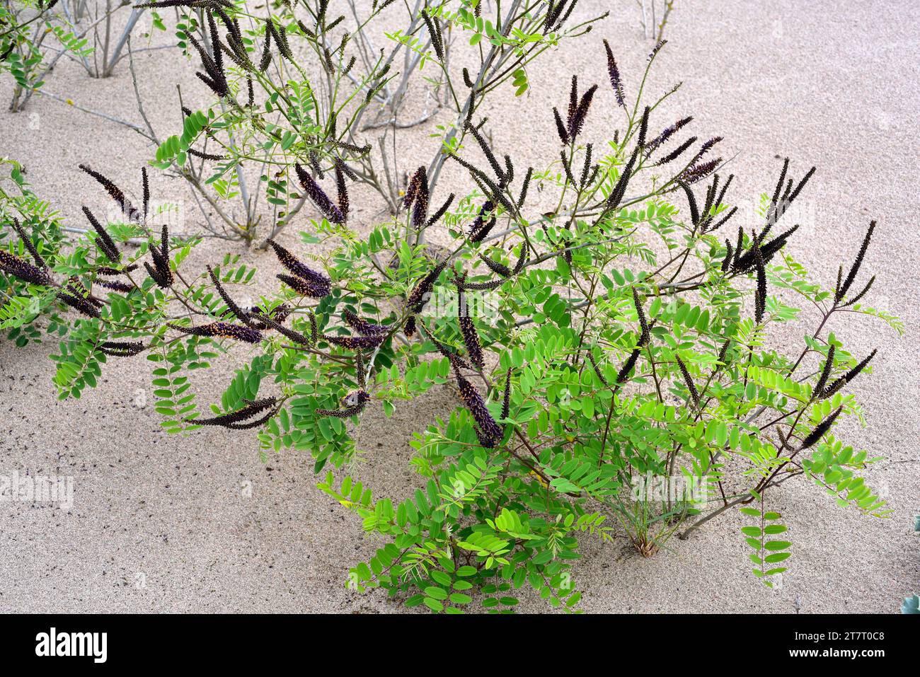 Desert false indigo (Amorpha fruticosa) is an evergreen shrub native to ...