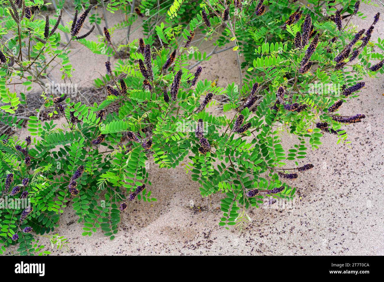 Desert false indigo (Amorpha fruticosa) is an evergreen shrub native to ...