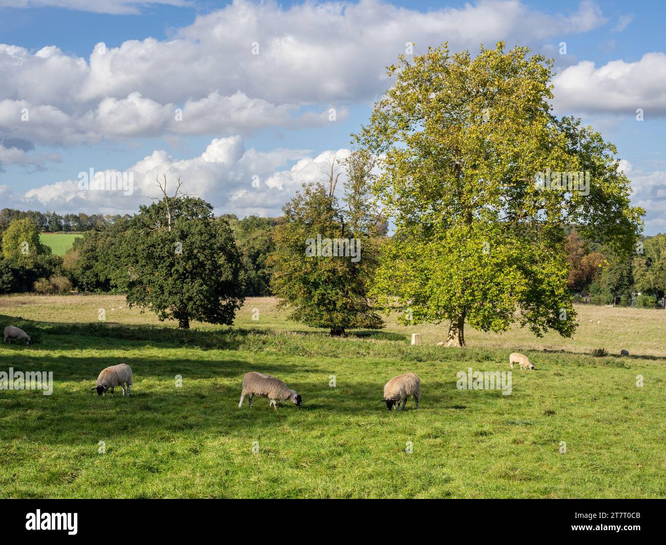 Typical English countryside in late summer Castle Ashby ...