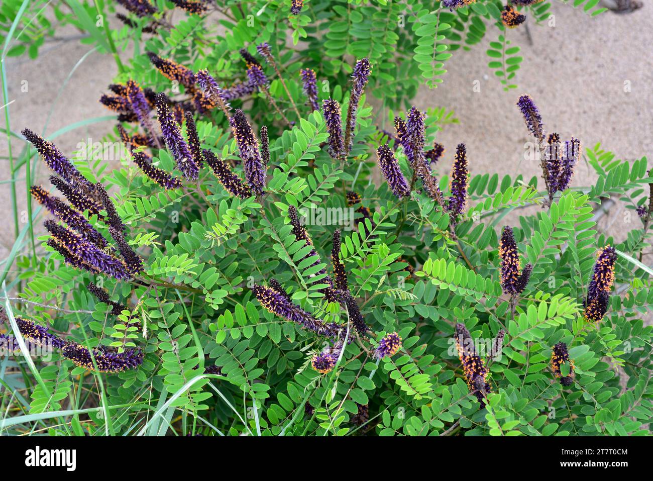 Desert false indigo (Amorpha fruticosa) is an evergreen shrub native to ...
