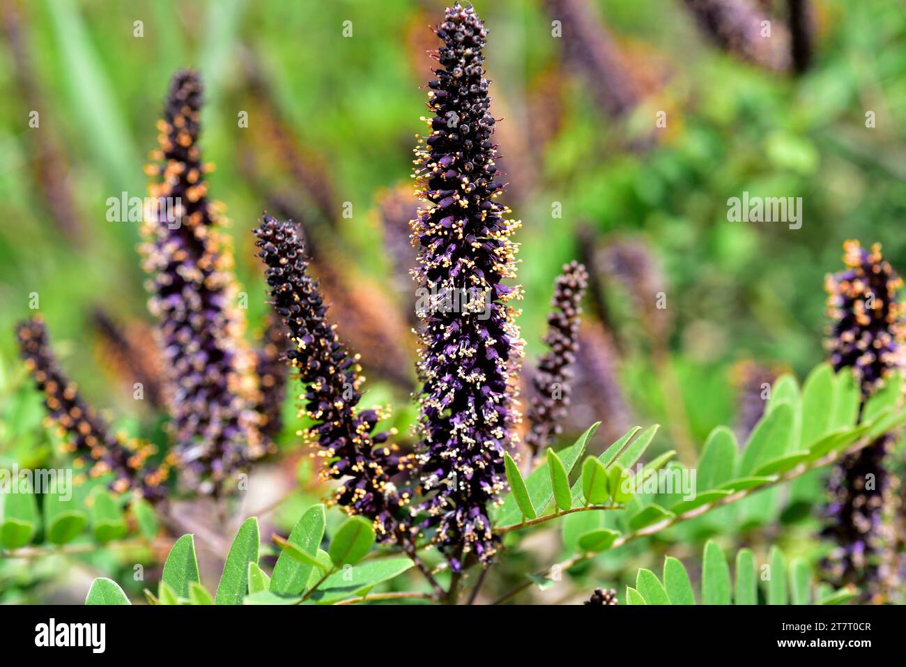 Desert false indigo (Amorpha fruticosa) is an evergreen shrub native to ...
