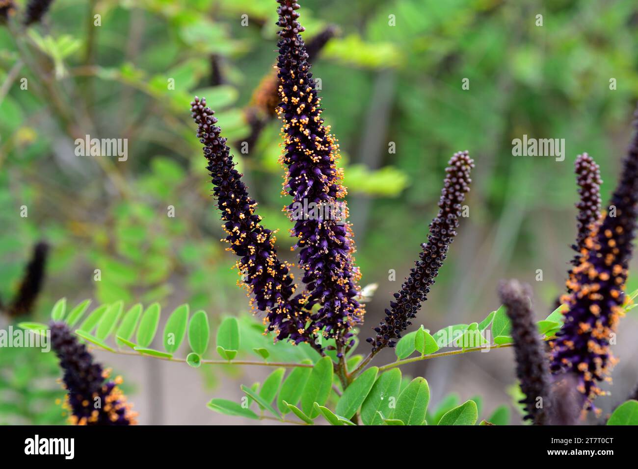 Desert false indigo (Amorpha fruticosa) is an evergreen shrub native to ...