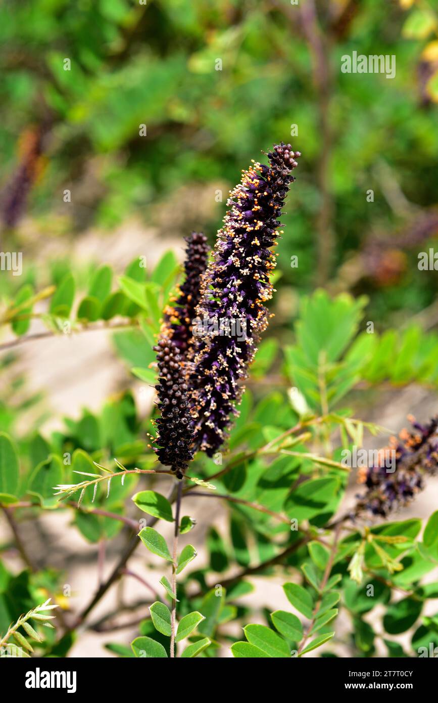 Desert false indigo (Amorpha fruticosa) is an evergreen shrub native to ...