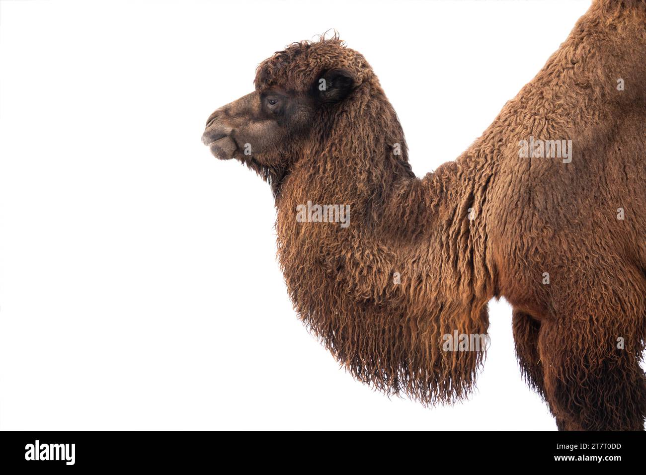camel portrait isolated on white background Stock Photo - Alamy