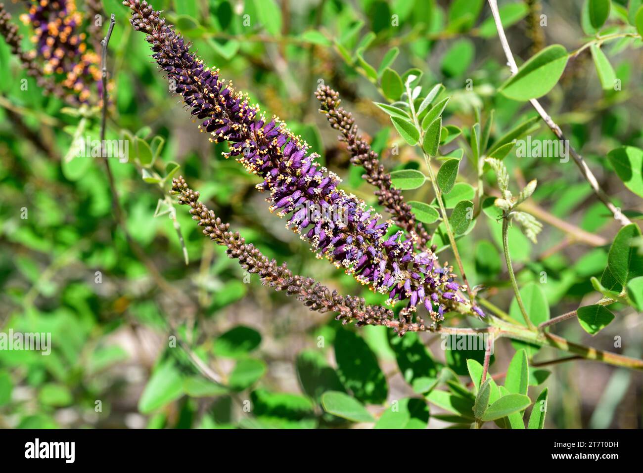Desert false indigo (Amorpha fruticosa) is an evergreen shrub native to ...