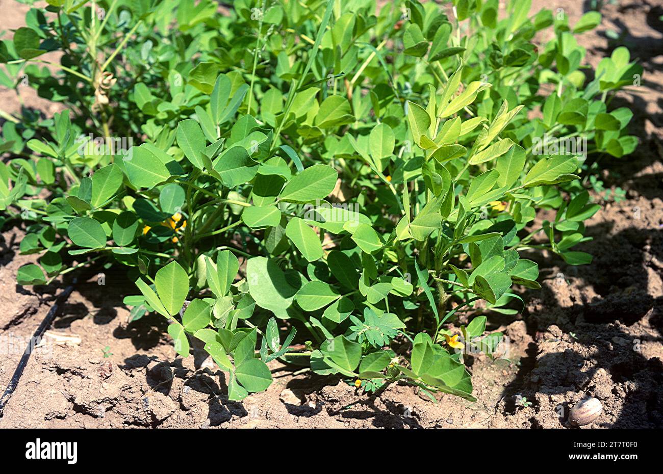 Peanut (Arachis hypogea) is an annual plant native to South America and ...