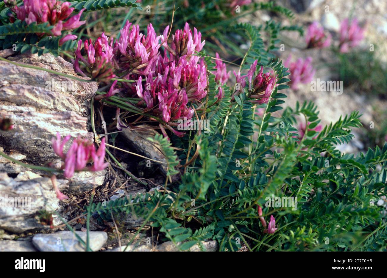Astragale de montpellier hi-res stock photography and images - Alamy