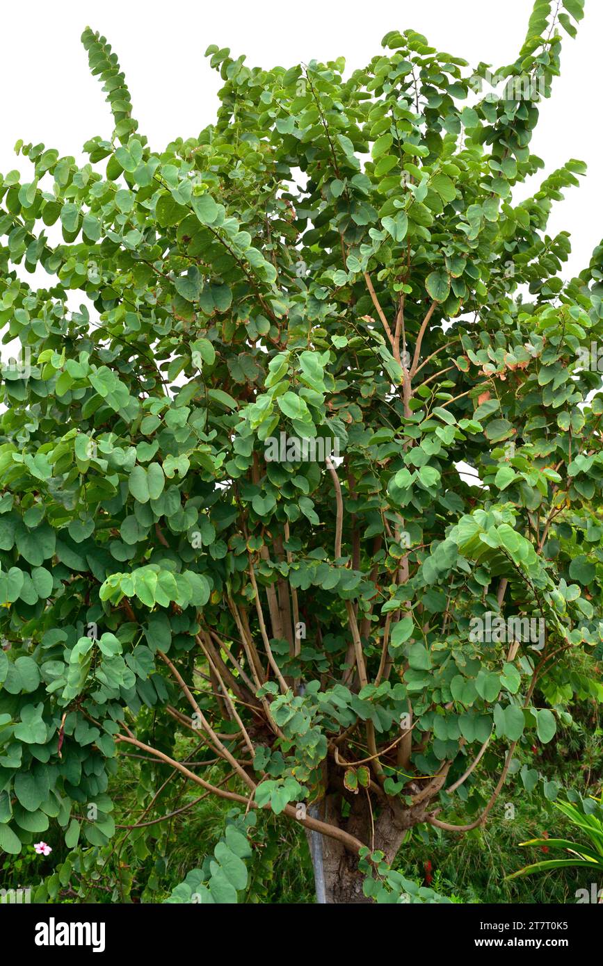 Hong Kong orchid tree (Bauhinia x blakeana) is an hybrid specimen ...