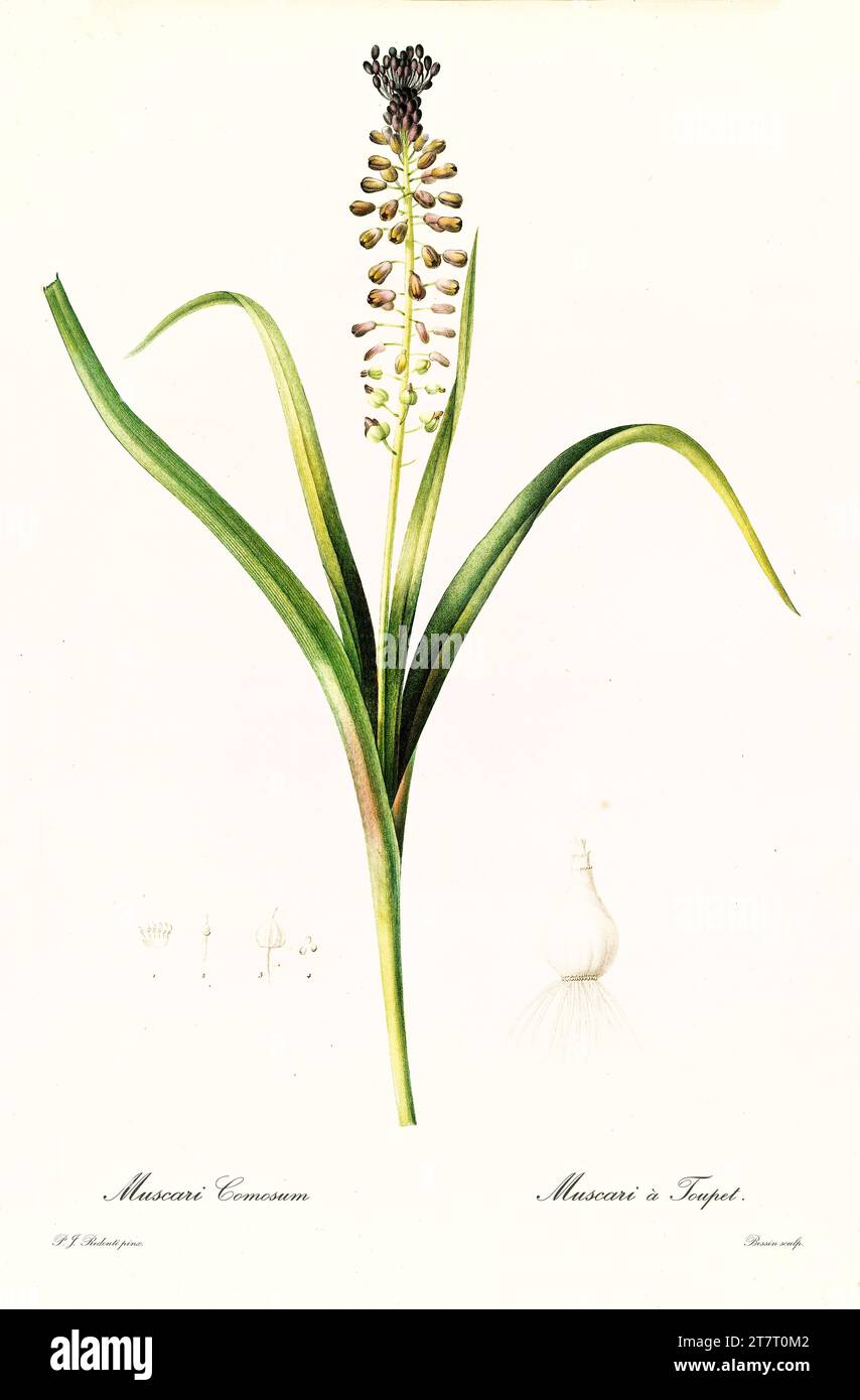 Old illustration of Tassel Hyacinth (Leopoldia comosa). Les Liliacées ...