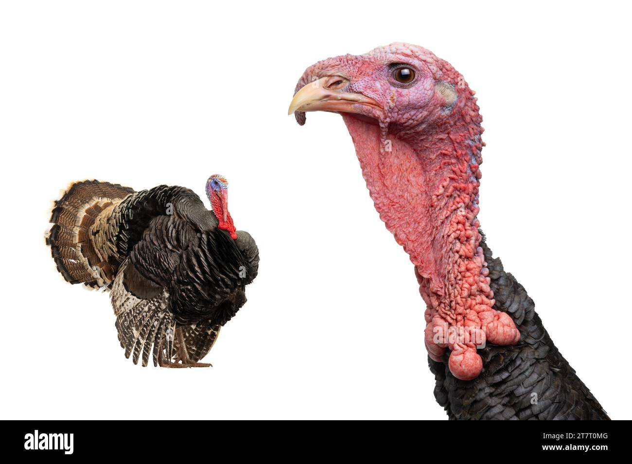 Male strutting Cut Out Stock Images & Pictures - Alamy