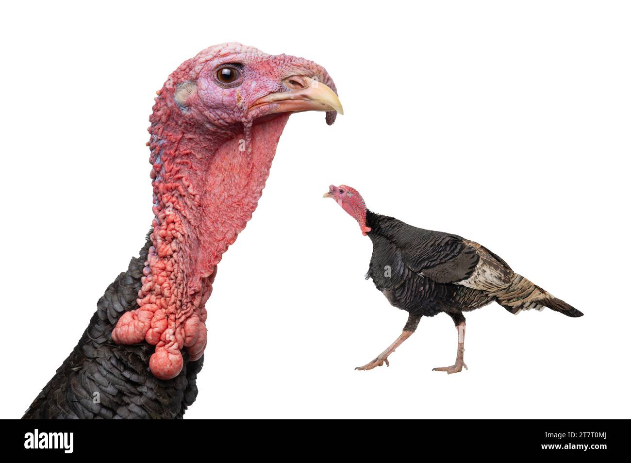 Bronze turkey feather Cut Out Stock Images & Pictures - Alamy