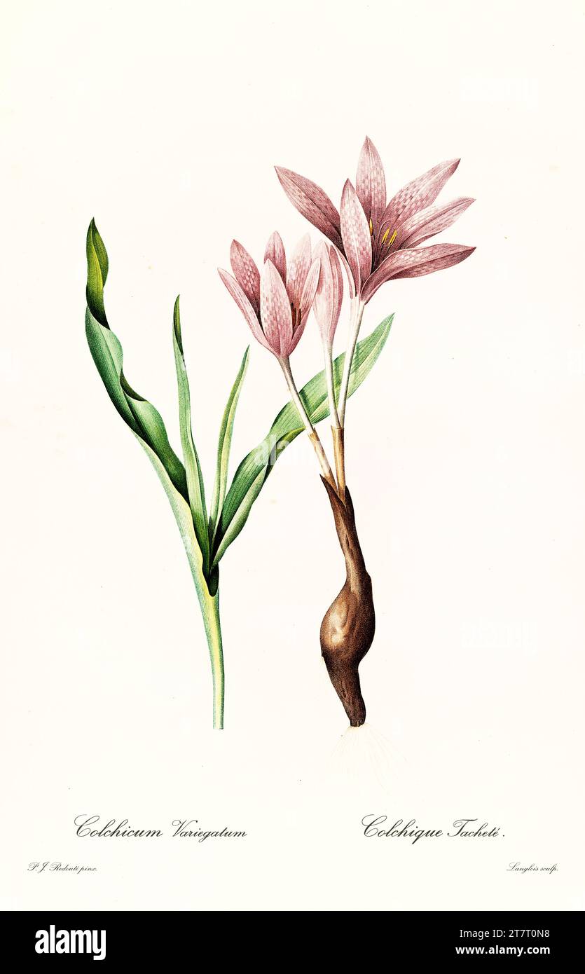 Old illustration of Greek Autumn Crocus (Colchicum variegatum). Les ...