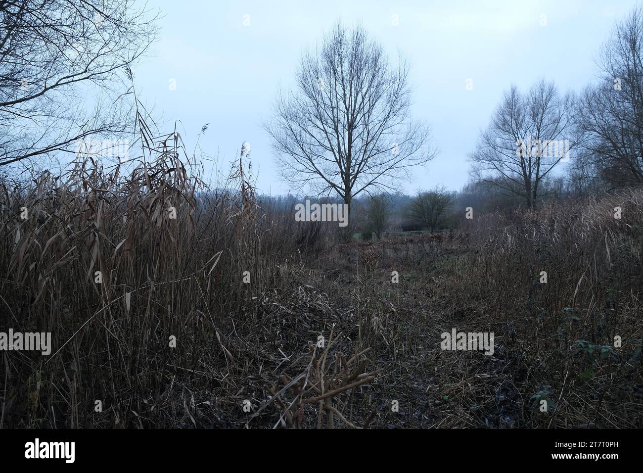 Trees in nature during winter. Various different species Stock Photo ...