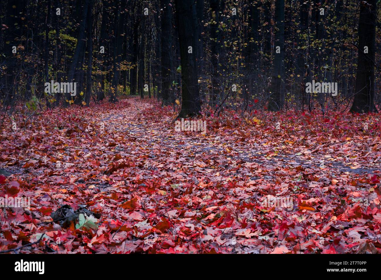 Trekking path in autumn red forest with red leaves and black trees ...