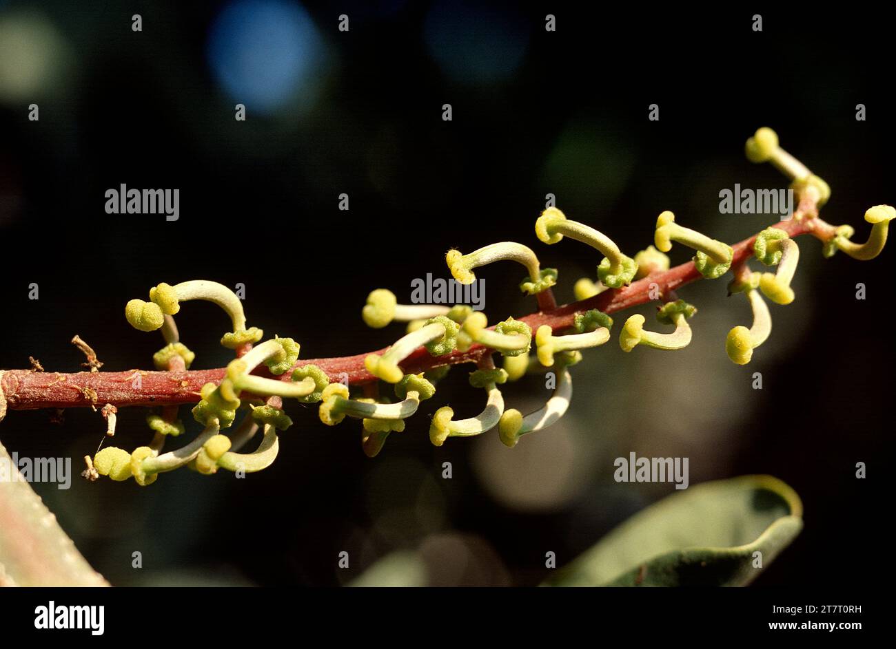 Carob (Ceratonia siliqua) is an evergreen tree native to Mediterranean ...