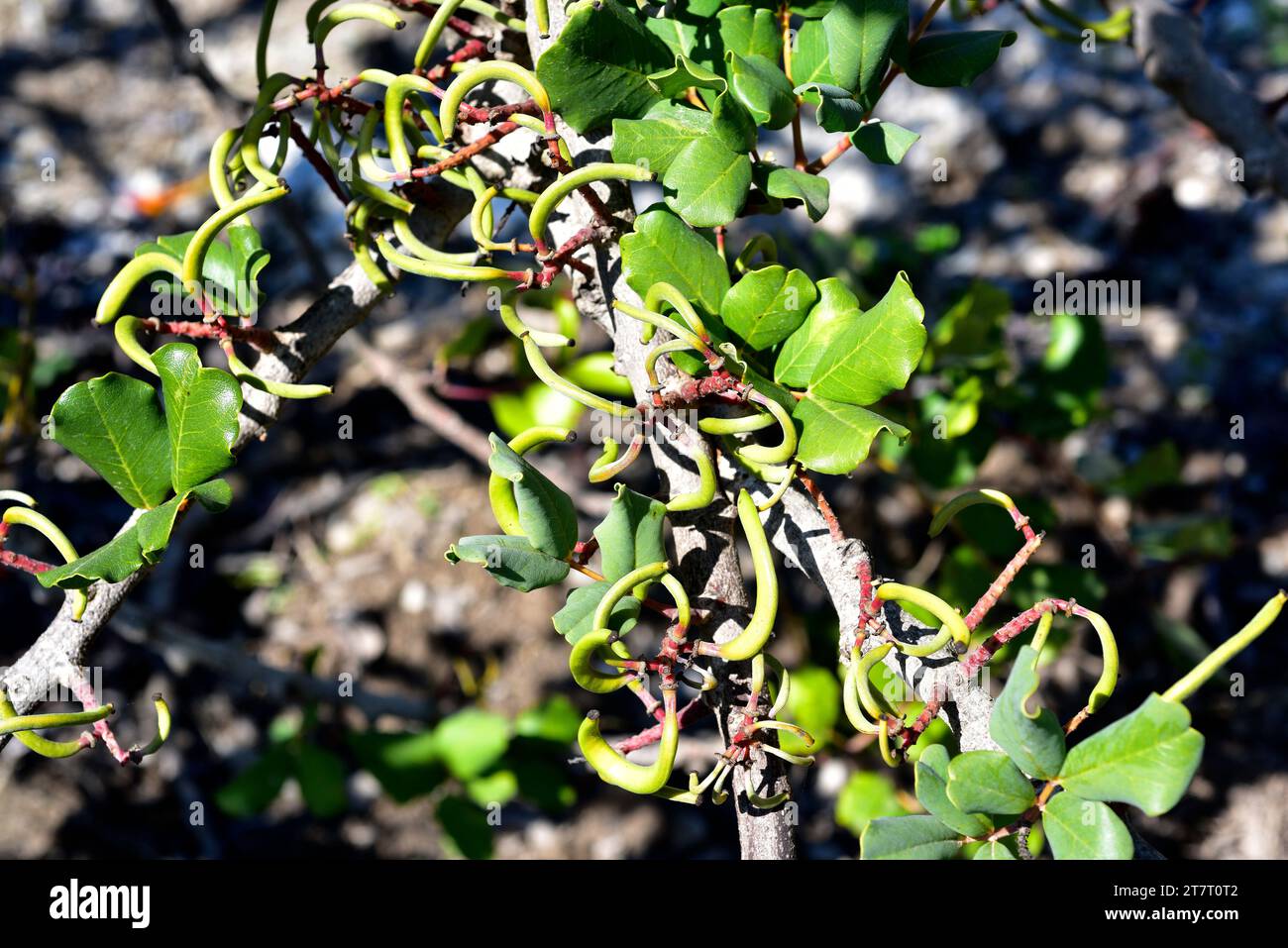 Carob (Ceratonia siliqua) is an evergreen tree native to Mediterranean ...