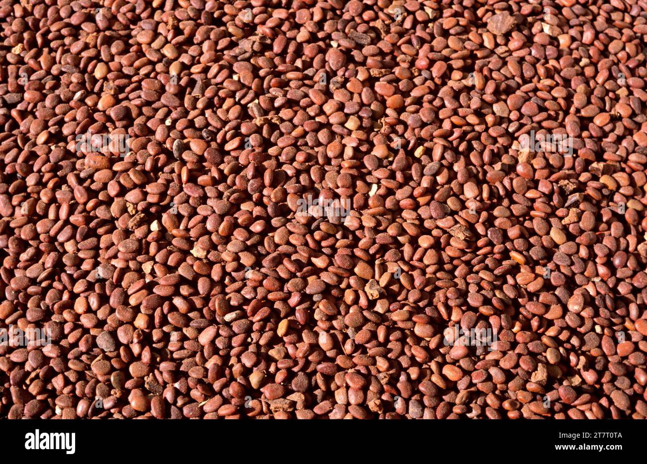 Carob (Ceratonia siliqua) is an evergreen tree native to Mediterranean ...