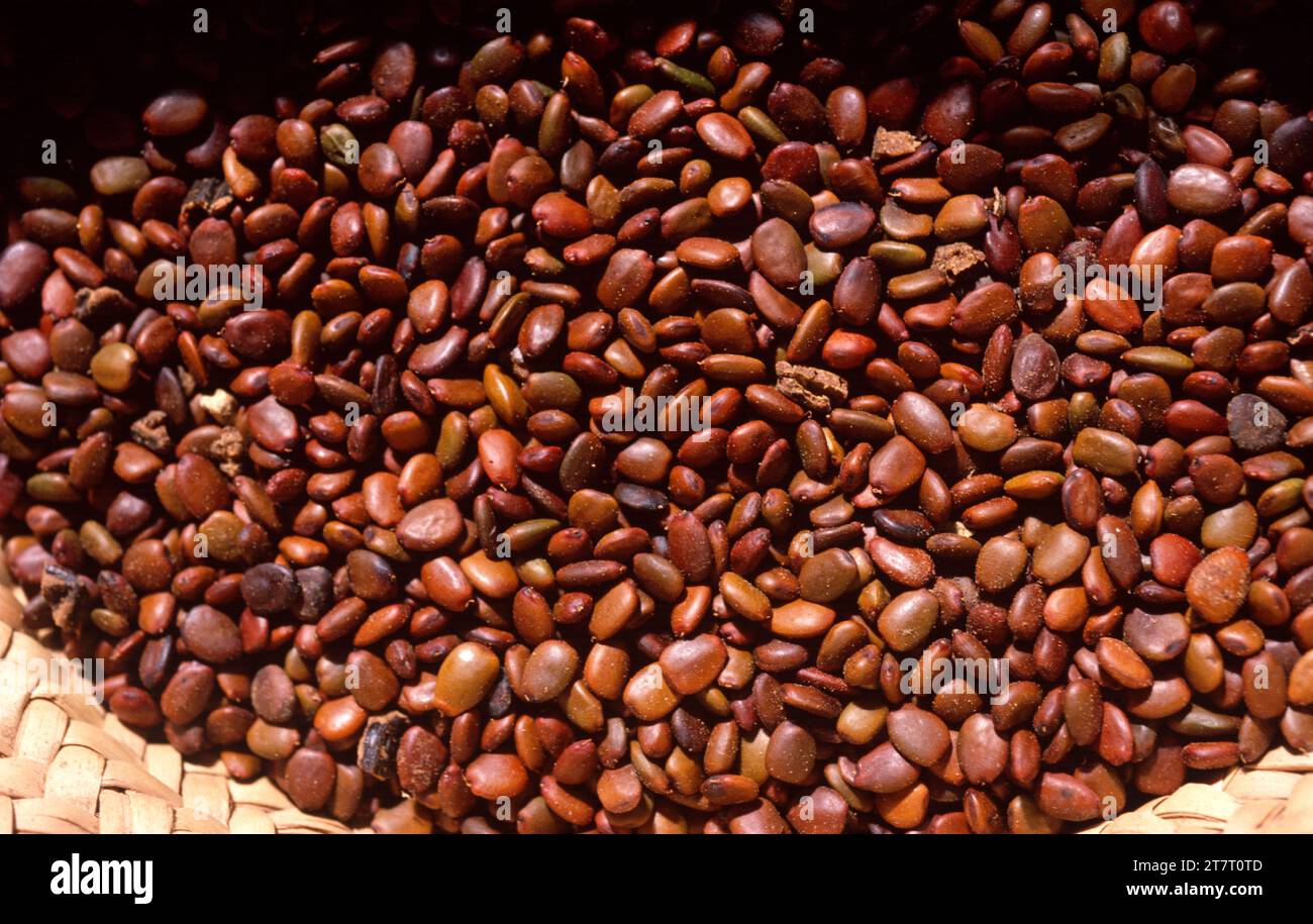 Carob (Ceratonia siliqua) is an evergreen tree native to Mediterranean ...