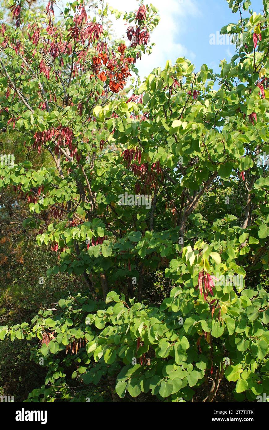 Judas tree (Cercis siliquastrum) is a deciduous tree native to central ...