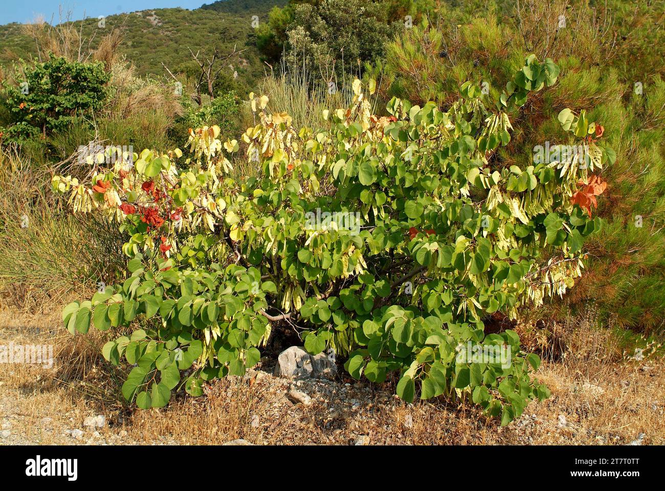 Judas tree (Cercis siliquastrum) is a deciduous tree native to central ...