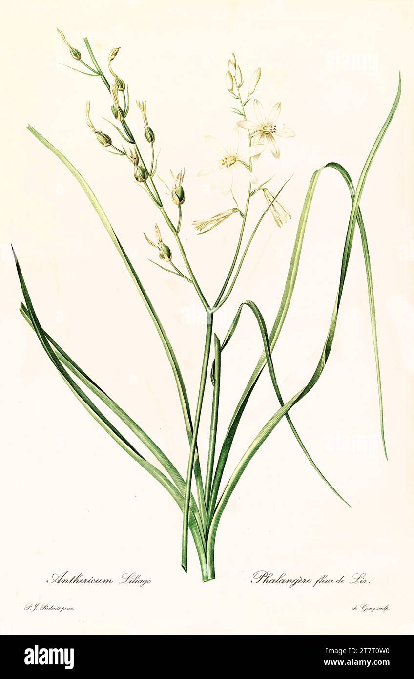 Old illustration of St. Bernard's Lily (Anthericum liliago). Les ...