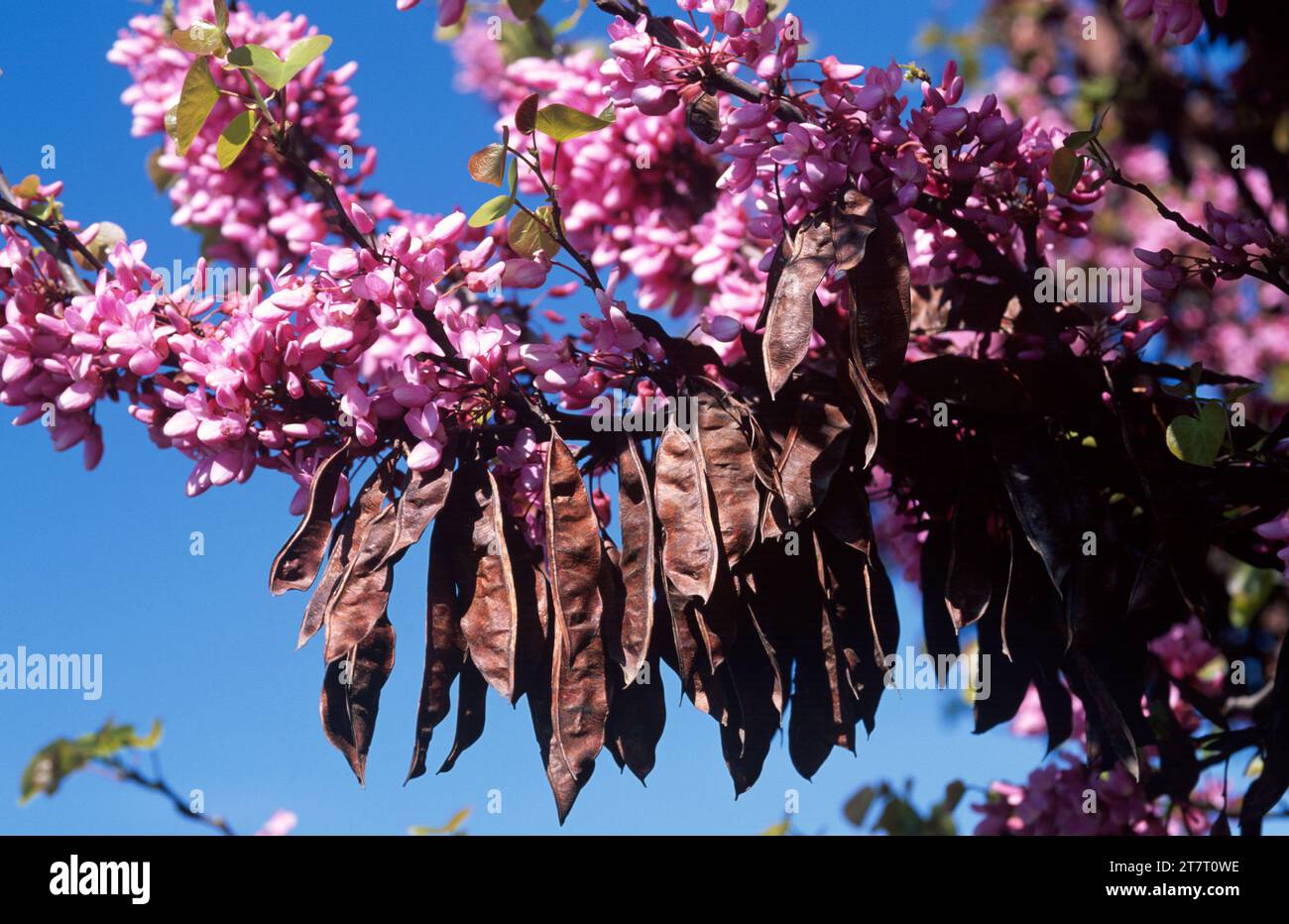 Judas tree (Cercis siliquastrum) is a deciduous tree native to central ...