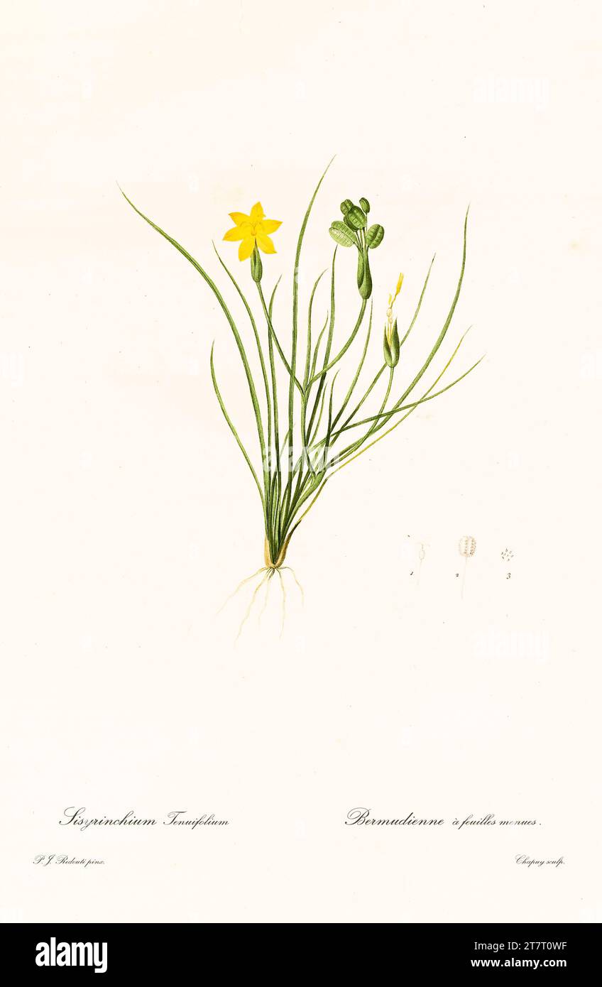 Old illustration of Sisyrinchium tenuifolium. Les Liliacées, By P. J ...