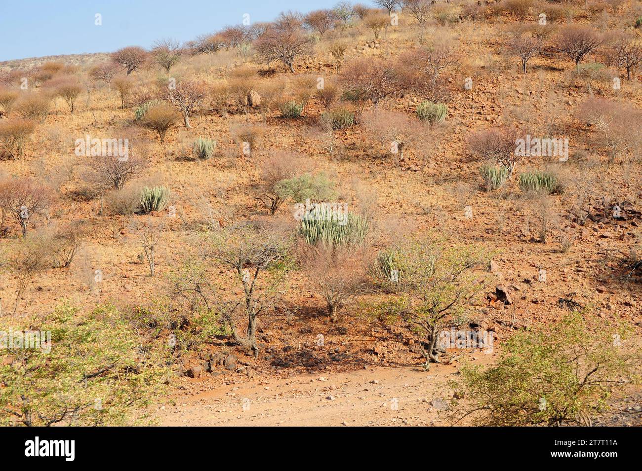 Mopane or mopani (Colophospermum mopane) is a deciduous tree native to ...