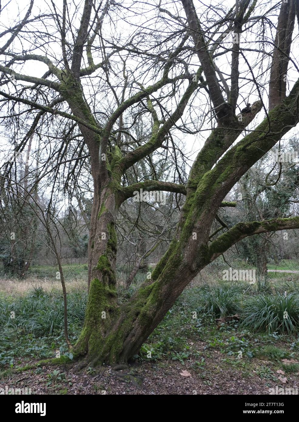 Trees in nature during winter. Various different species Stock Photo ...