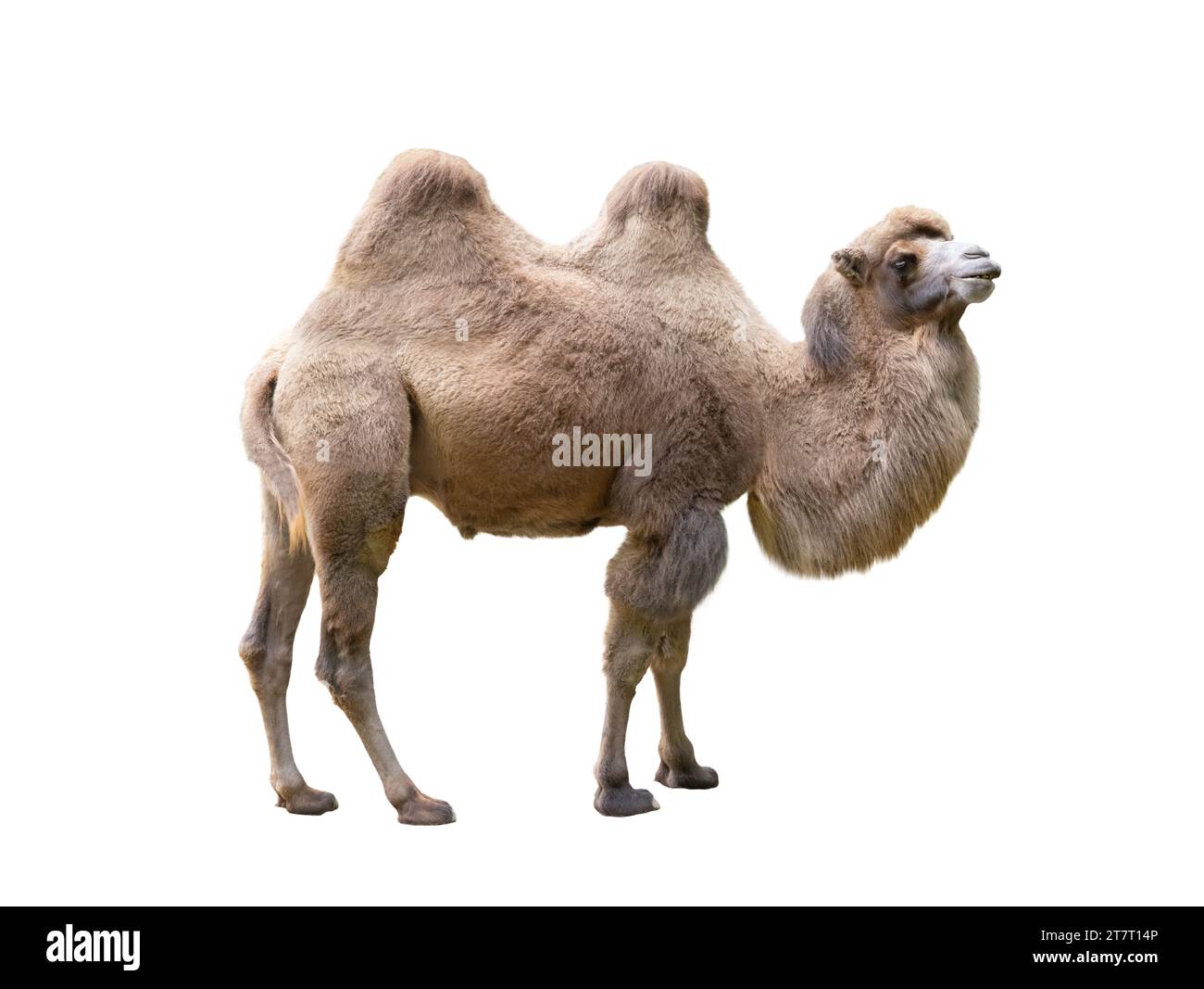 camel isolated on white background Stock Photo - Alamy