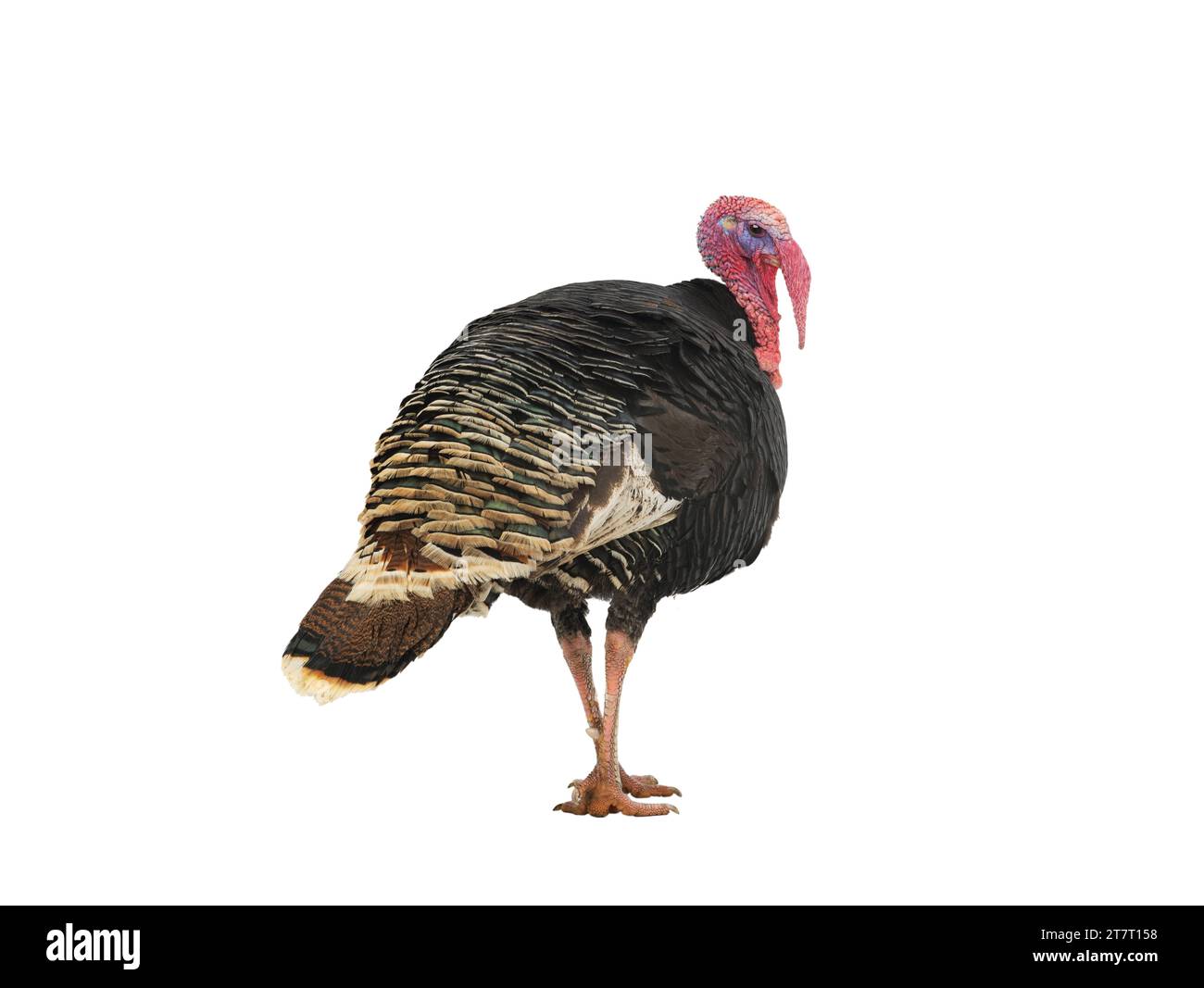 Turkey bird red neck Cut Out Stock Images & Pictures - Alamy