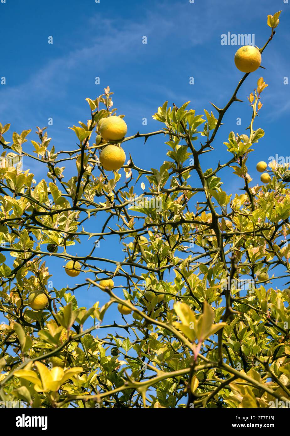 Poncirus trifollata hi-res stock photography and images - Alamy