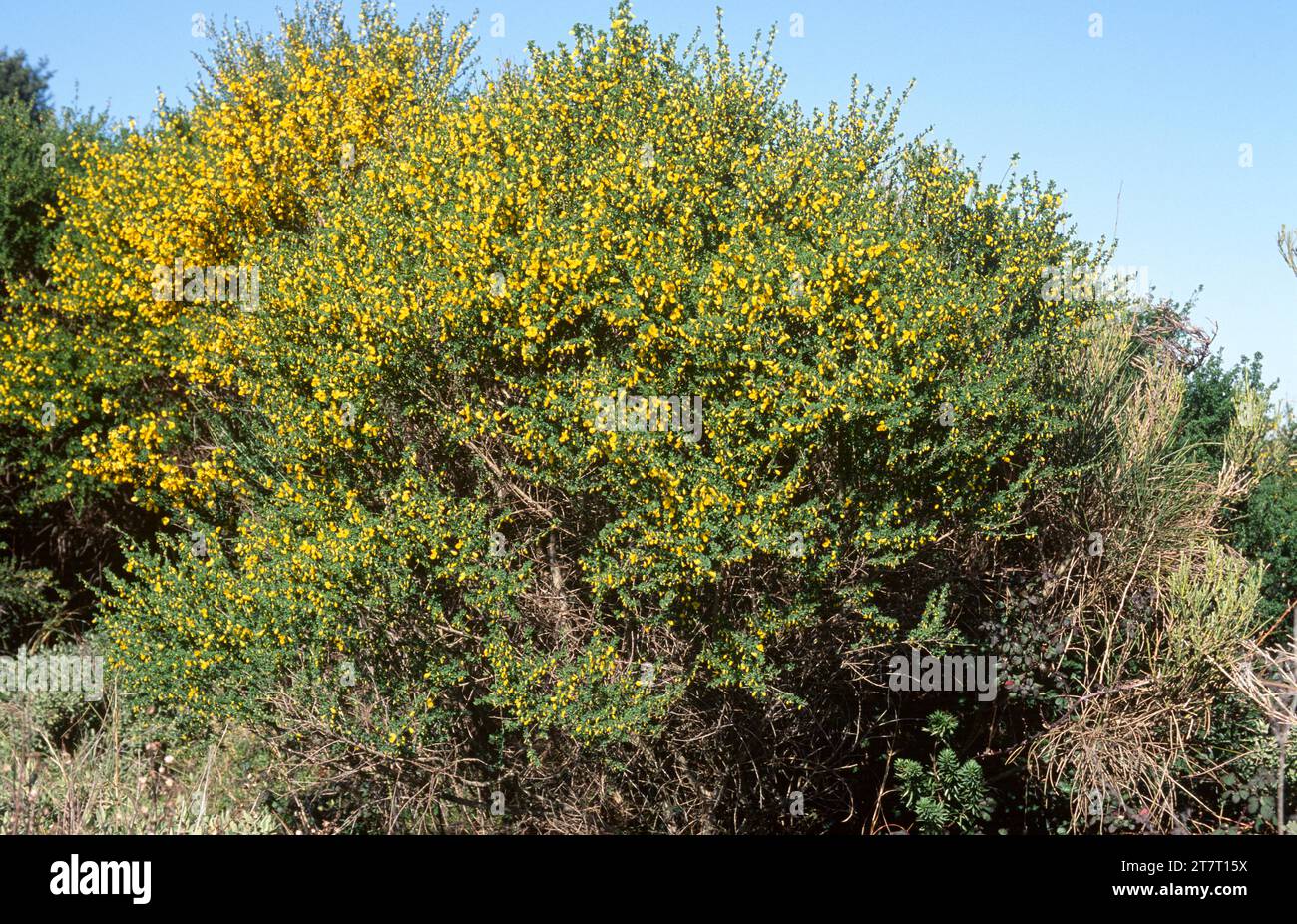 Escobon (Cytisus arboreus) is a shrub native to Iberian Peninsula and ...