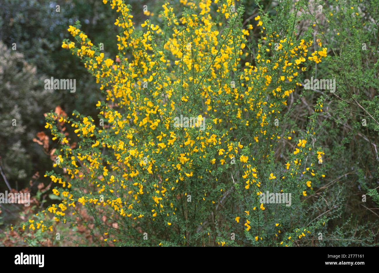 Escobon (Cytisus arboreus) is a shrub native to Iberian Peninsula and ...