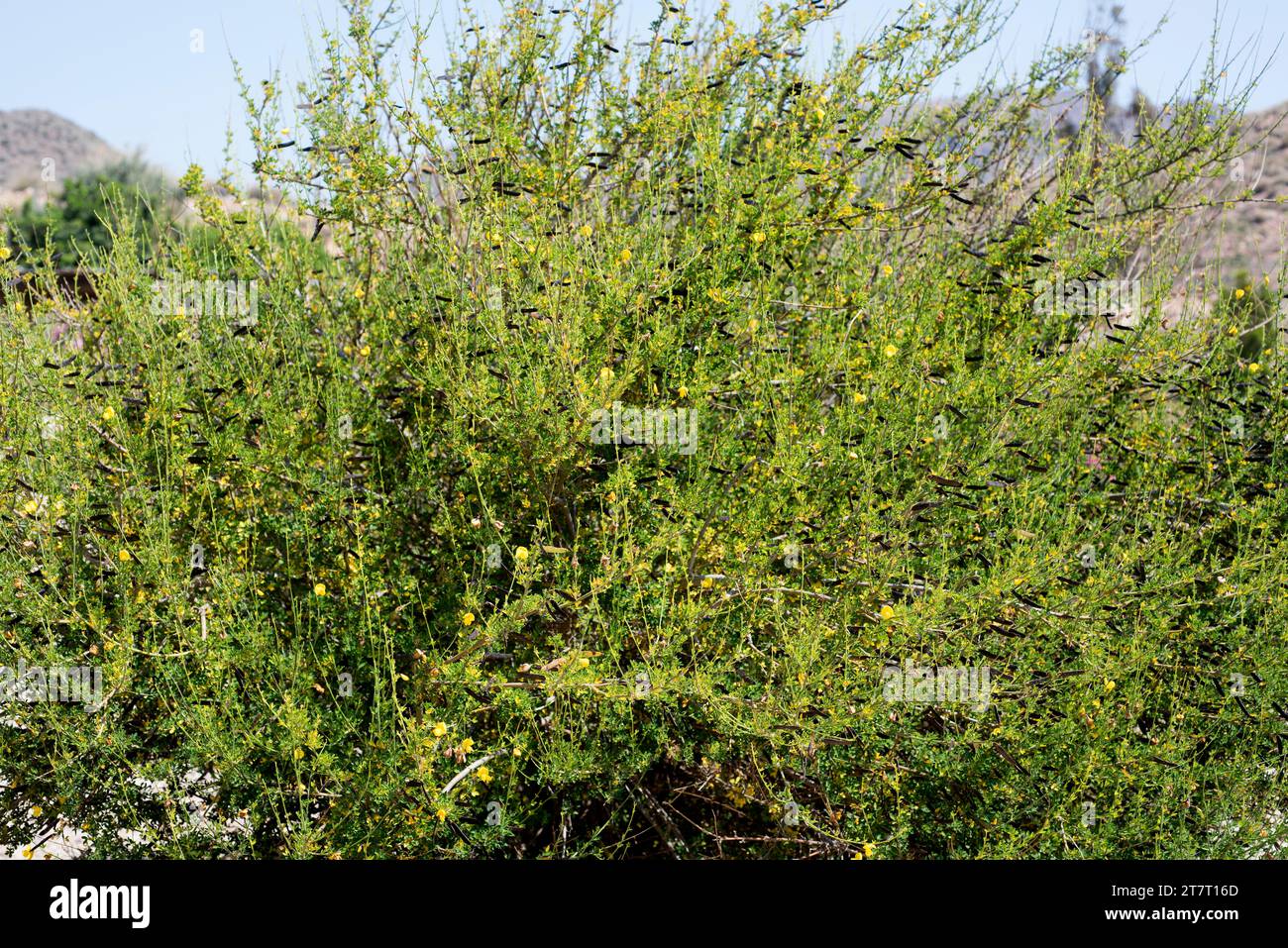 Escobon (Cytisus arboreus) is a shrub native to Iberian Peninsula and ...