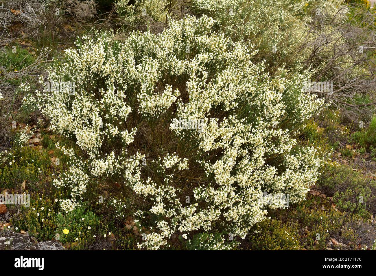 White spanish broom (Cytisus multiflorus) is a shrub endemic to western ...