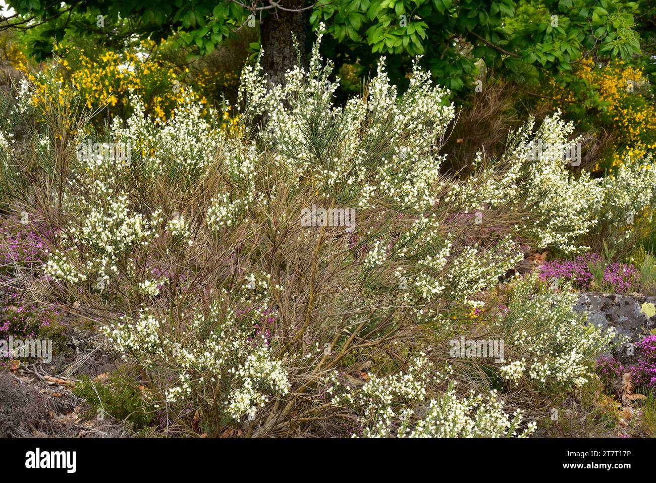 White spanish broom (Cytisus multiflorus) is a shrub endemic to western ...